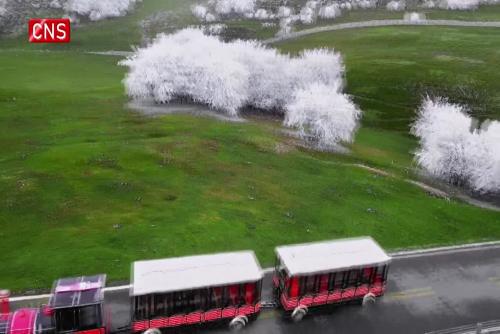 Frosty rime-covered mountain resembles a fairyland in SW China's Chongqing