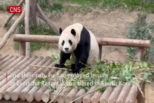 Giant panda cub Fu Bao enjoys leisure in South korea with her parents