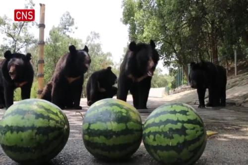 Zoo animals fend off summer heat