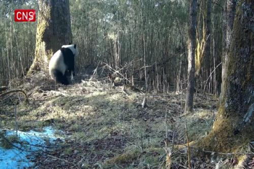 Rare wild animals caught on camera in SW China's Sichuan