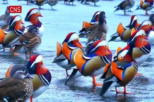 mandarin ducks migration